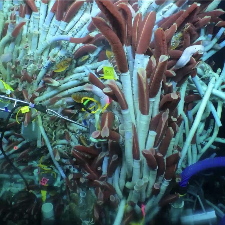 Webinars – U.S. InterRidge